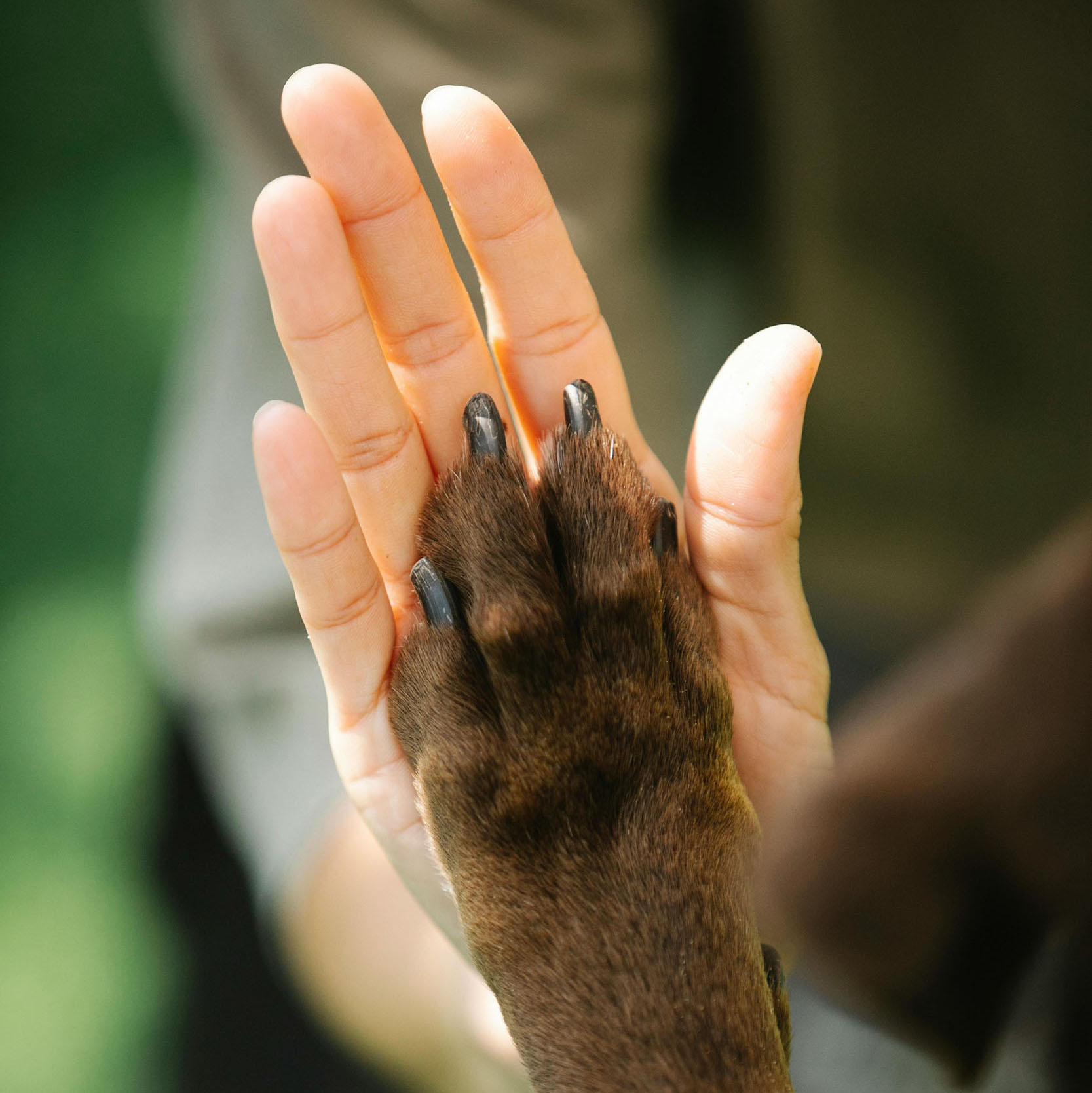 Intro to Animal Communication - Spirit Whispering